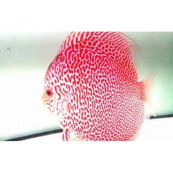 Jual Packing Styrofoam Discus Blue Turquoise Ukuran 1cm - Kota Surabaya ...
