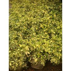 Jual Tanaman Walisongo daun besar - pohon Walisongo 1mtr - Kab. Bogor ...