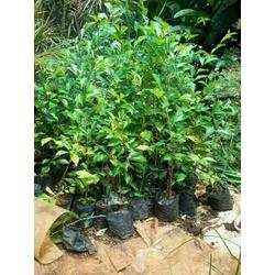 Jual Tanaman Teh Tehan / Teh Pagar / Acalypha Siamensis / Teh Tehan ...