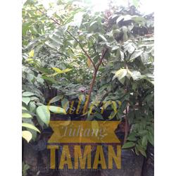 Jual Bibit Tanaman Belimbing Dewi Pohon Blimbing Dewi Belimbing Jumbo ...