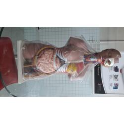 Jual TORSO ANATOMI MANUSIA SETENGAH TUBUH - Kota Surabaya - CV.MAS ...