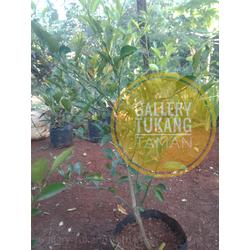 Jual Pohon jeruk limau - pohon jeruk limo - Kota Depok - Audrey Flora ...