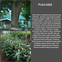 Jual Bibit pohon kayu eboni/Kayu hitam sulawesi/Tanaman kayu hitam ...