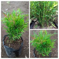 Jual Tanaman bambu mini micro/sasa pygmaea bamboo dwarf - 10 batang ...