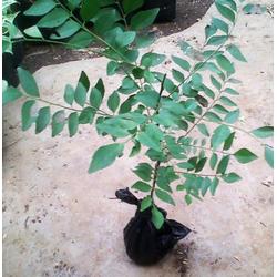 Jual Bibit Tanaman Salam Koja - Pohon Salam Koja - Daun Temuru - Daun ...