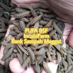 Jual prepupa bsf / pupa bsf / magot bsf - Kota Bogor - Langit ...