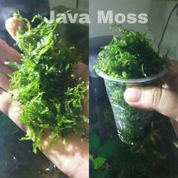 Jual Java moss tanaman aquascape aquarium - Kab. Tasikmalaya - Andrianaaquaticart | Tokopedia