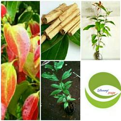 Jual Bibit Pohon Kayu Manis - Tanaman Kayu Manis - Cinnamon Tree - Kota ...