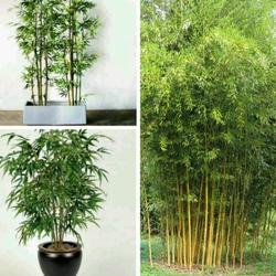 Jual Tanaman bambu mini micro/sasa pygmaea bamboo dwarf - 10 batang ...