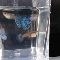 Jual IKAN HIAS Guppy Japan Blue red Double sword - betina - Kab. Bogor - jayaguppy | Tokopedia