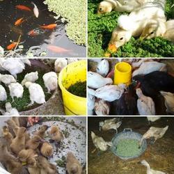 Jual BIBIT AZOLLA 1KG BENIH AZOLA MICROYLLA - Luar pulau jawa - Kab ...