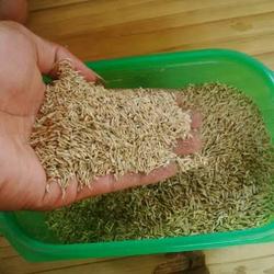Jual Benih rumput pakan ternak 1kg/bede/signal grass/brachiaria ...
