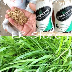 Promo Benih rumput pakan ternak 1kg/bede/signal grass/brachiaria ...