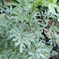 Jual Pohon Tanaman Herbal Inggu / Cao Cao - Kota Medan - Tanamanplus ...