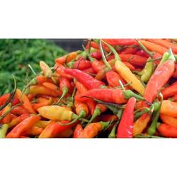 Jual CABAI / CABE RAWIT MERAH / CABE SETAN [100g] - Rawit Merah ...