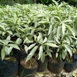 Jual Tanaman Saberna mini bunga putih / tabernaemontana dwarf white ...