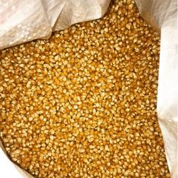 Jual Biji Jagung Popcorn Mentah Merk King pop / Kingpop 1 Kg / Halal ...