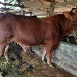 Jual Sapi Limousin 600 kg-an / Sapi Limosin Murah / Sapi PO / Sapi Qurban - Kota Depok - SanTri ...