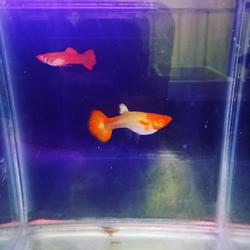 Jual Ikan Guppy albino koi red ear gen king koi ikan hias aquarium - Jantan - Kota Depok - boy's ...