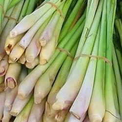 Jual Batang Sereh Segar 1Kg / Serai segar 1 kg - Kota Bandung - cihuni ...