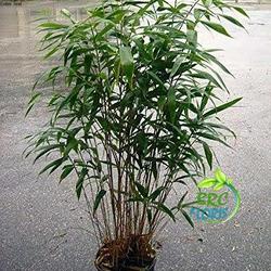 Jual Tanaman Hias Bambu Jepang / Japanese Arrow Bamboo/ Pseudosasa ...