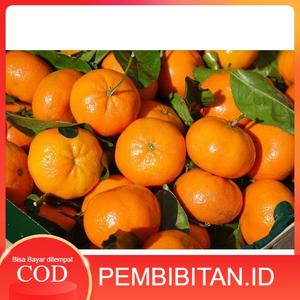 Harga Bibit Jeruk Ponkam Mandarin Murah Terbaru 2021 | Hargano.com