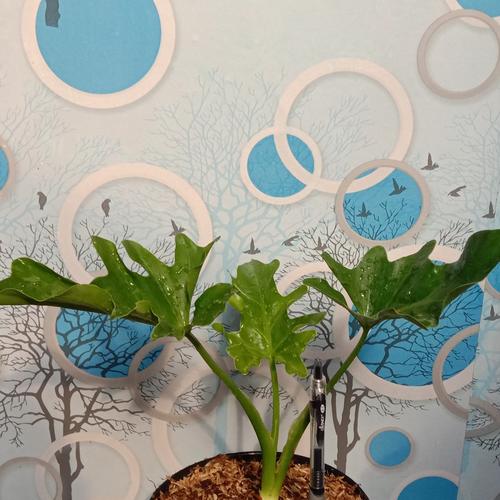 Jual tanaman hias philo dendron jari - Kab. Bandung Barat - reksa ...
