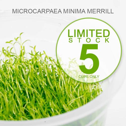 Jual Microcarpaea Minima Merrill - Tanaman Aquascape - Kab. Malang ...