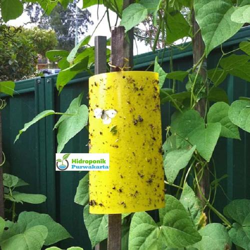 Jual Yellow Trap Perangkap Kuning Fly Trap Perangkap Serangga Lem 10 ...