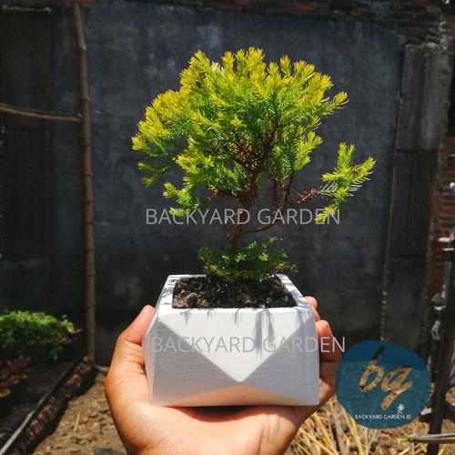 Jual Tanaman Hias Cemara Rain gold/ Ren gold/ Golden/ Kuning - Kab ...