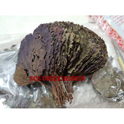 Jual 100 G GR GRAM QI ZI SU YE FOLIUM PERILLAE TIED PERILLA LEAF LEAVES ...
