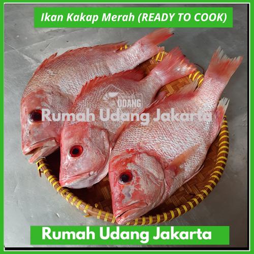 Jual Ikan Kakap merah segar / ikan Laut kakap merah utuh / red snapper ...