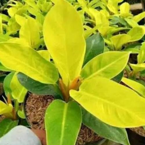 Jual tanaman hias phillo lemon - Kab. Bogor - .... . TUTUP .... | Tokopedia