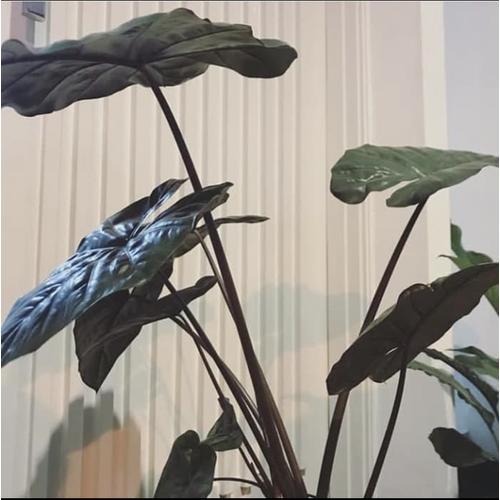 Jual TANAMAN HIAS BLACK CALADIUM BIG SIZE / SENTE HITAM +POT - Jakarta ...