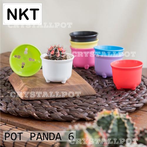 Promo pot bunga tanaman mini nkt panda 06 warna warni 6cm - nkt mini ...