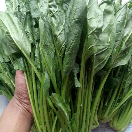Jual 500gr. sayur poling hornzo bayem jepang - Jakarta Barat - dapur ...