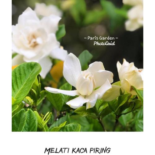 Jual TANAMAN BUNGA MELATI KACA PIRING MELATI PECAH PIRING - BIBIT ...