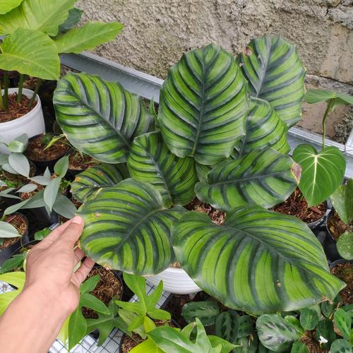 Jual calathea rotundifolia besar - Kab. Bogor - Dheaflora | Tokopedia