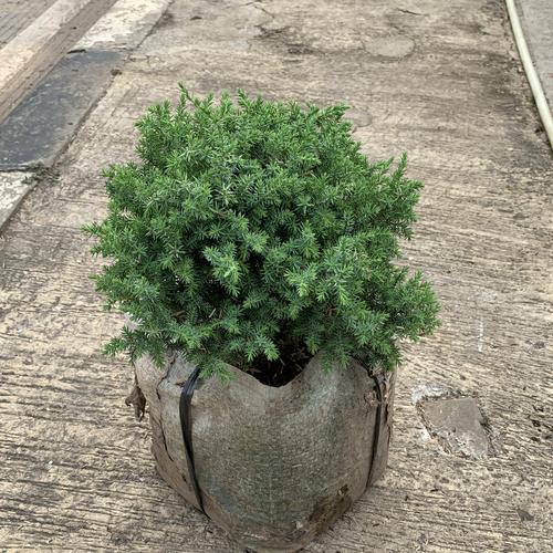 Jual tanaman cemara pua pua juniperus / bibit bonsai cemara - Jakarta ...