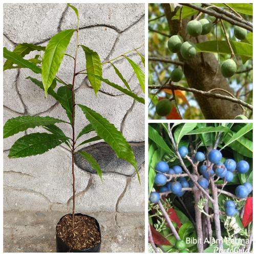 Jual Tanaman Bibit Buah Genitri - Kota Batu - Bibit Alam Permai_NEW ...