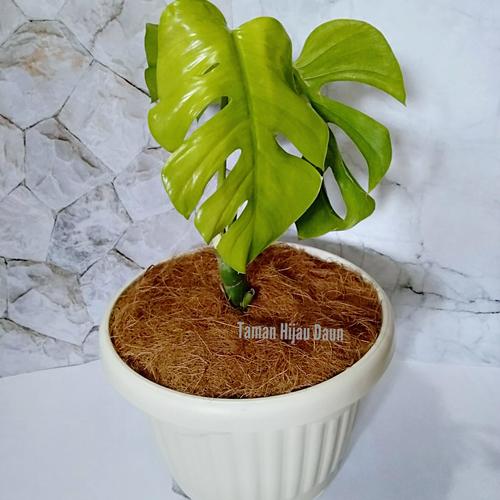 Jual Monstera Mini Raphidophora Pertusa Tanaman Hias Indoor Dan Outdoor ...