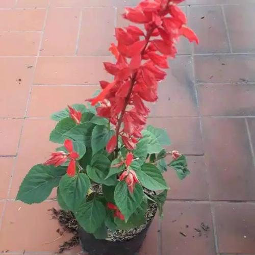 Jual Tanaman Hias - Bunga Salvia - Merah - Kota Batu - EL-FLORA | Tokopedia