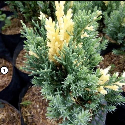Jual Tanaman Hias Cemara intan/ Variegata/ kuning gading/ bibit bonsai ...