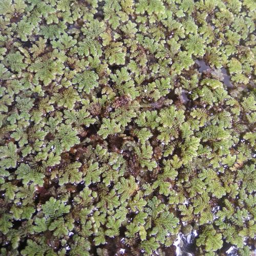 Jual bibit azolla microphylla segar indukan 100 gram - Kab. Pangandaran ...