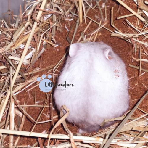 Jual NATURO 525gr ALAS HAMSTER ALAMI | TANAH DAN RUMPUT BEDDING HAMSTER ...
