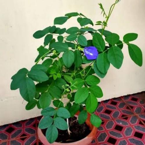 Jual pohon telang tanaman herbal -pohon bunga telang ungu - Kab. Bogor ...