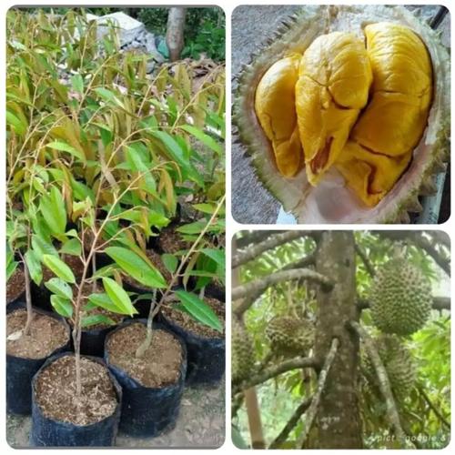 Jual Bibit pohon durian Montong duren montong - Kota Bekasi - Mustika ...