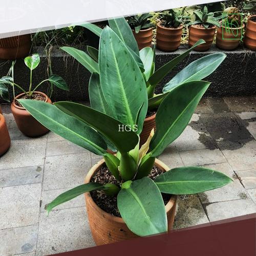 Jual Tanaman Philo Katak Philodendron Martianum - Kota Batu ...