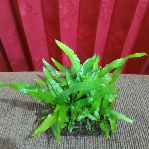 Jual kadaka mini media pakis tanaman aquascape - Kab. Bogor - AQUAGREEN ...