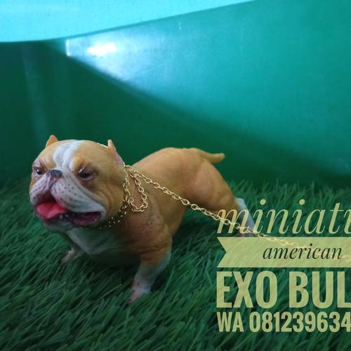 Jual american bully / anjing american bully / miniature - Kota Malang ...